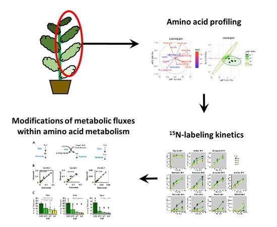 Metabolites | Free Full-Text | Sink/Source Balance of Leaves Influences ... Metabolites | Free Full-Text | Sink/Source Balance of Leaves Influences ...