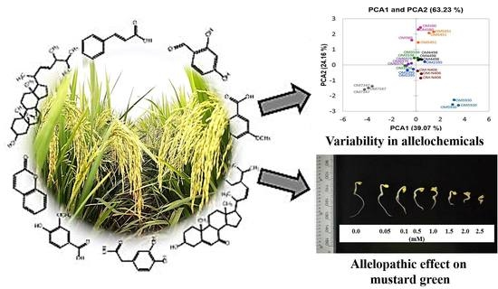 Metabolites | Free Full-Text | Allelopathic Potential of Rice and ...