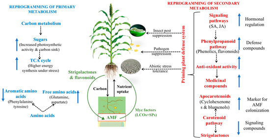 Unraveling Arbuscular Mycorrhiza-Induced Changes in Plant Primary and ...