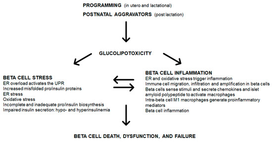 Developmental Programming and Glucolipotoxicity: Insights on Beta Cell ...