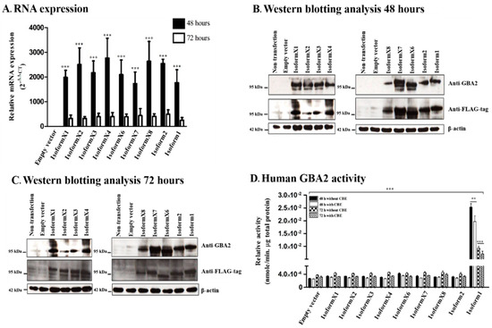 Effect of Expression of Human Glucosylceramidase 2 Isoforms on Lipid ...