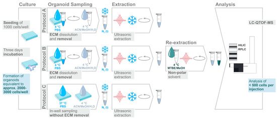 Metabolic Drug Response Phenotyping in Colorectal Cancer Organoids by ...