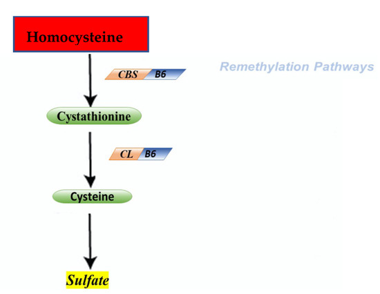 Involvements of Hyperhomocysteinemia in Neurological Disorders