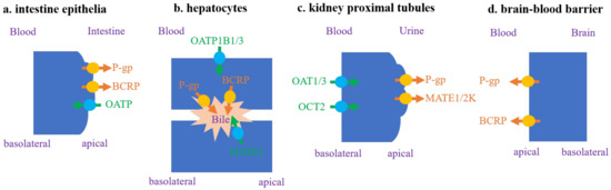 Evaluation of Pharmacokinetic Drug–Drug Interactions: A Review of the ...