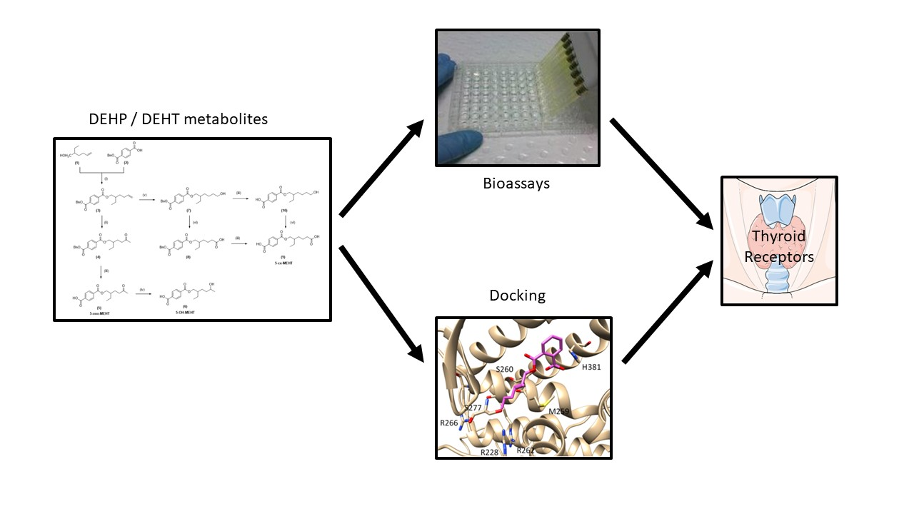 Metabolites | Free Full-Text | Comparative Effects of Di-(2-ethylhexyl ...