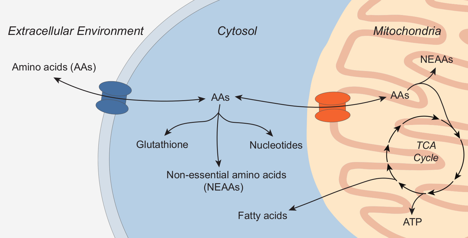 Metabolites | Free Full-Text | Transporters at the Interface between ...