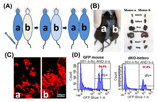 Improved Bone Quality and Bone Healing of Dystrophic Mice by Parabiosis