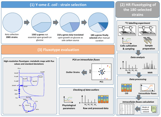Exploring the Glucose Fluxotype of the E. coli y-ome Using High ...