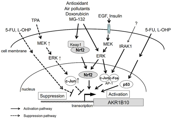 The Role of AKR1B10 in Physiology and Pathophysiology