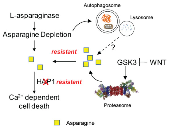 Asparagine: A Metabolite to Be Targeted in Cancers