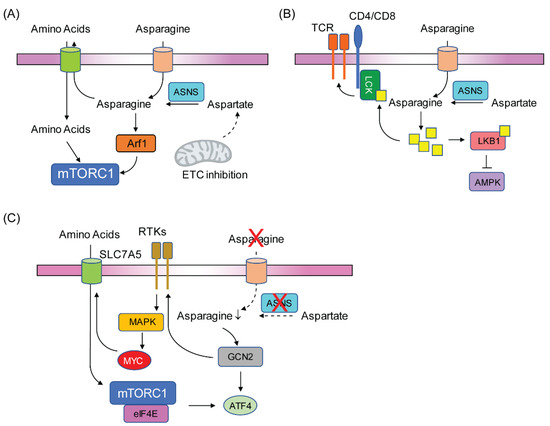 Asparagine: A Metabolite to Be Targeted in Cancers