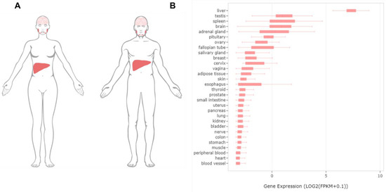 Molecular Mechanisms of the SLC13A5 Gene Transcription
