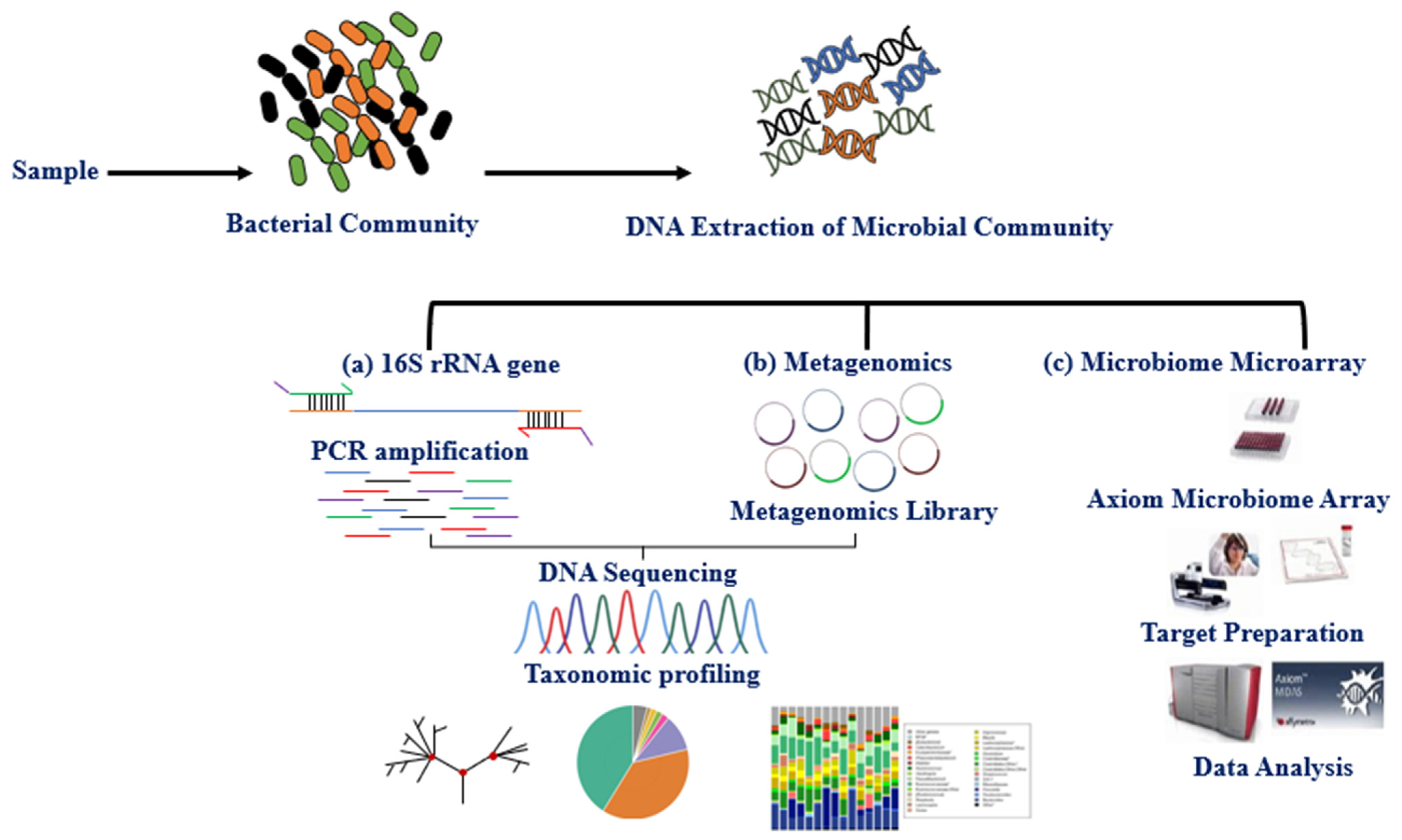Metabolomics-Microbiome Crosstalk in the Breast Cancer Microenvironment