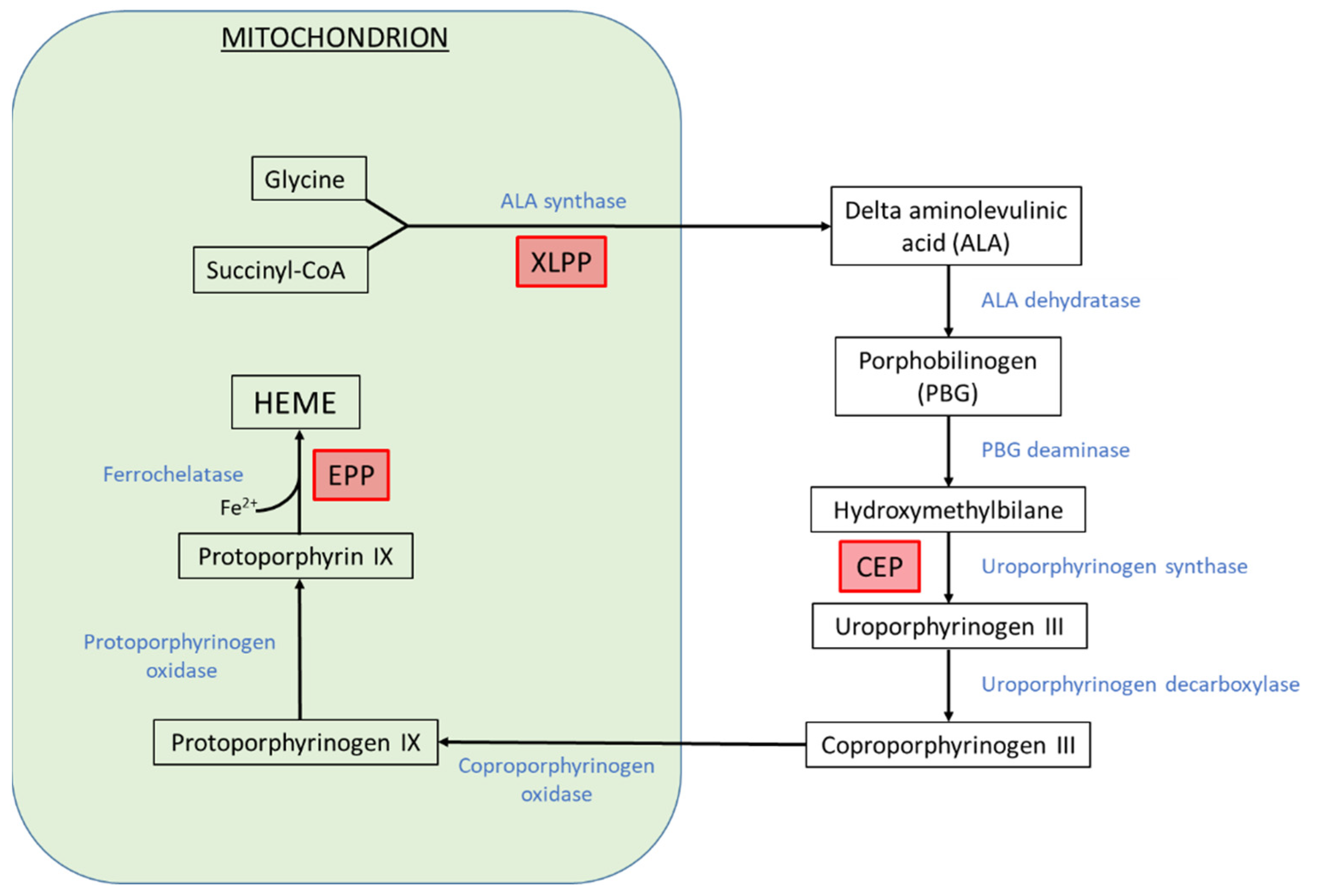 Metabolites Free Full Text Iron Heme Synthesis And Erythropoietic