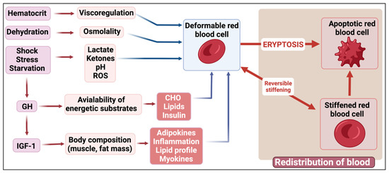 Metabolic Influences Modulating Erythrocyte Deformability and Eryptosis