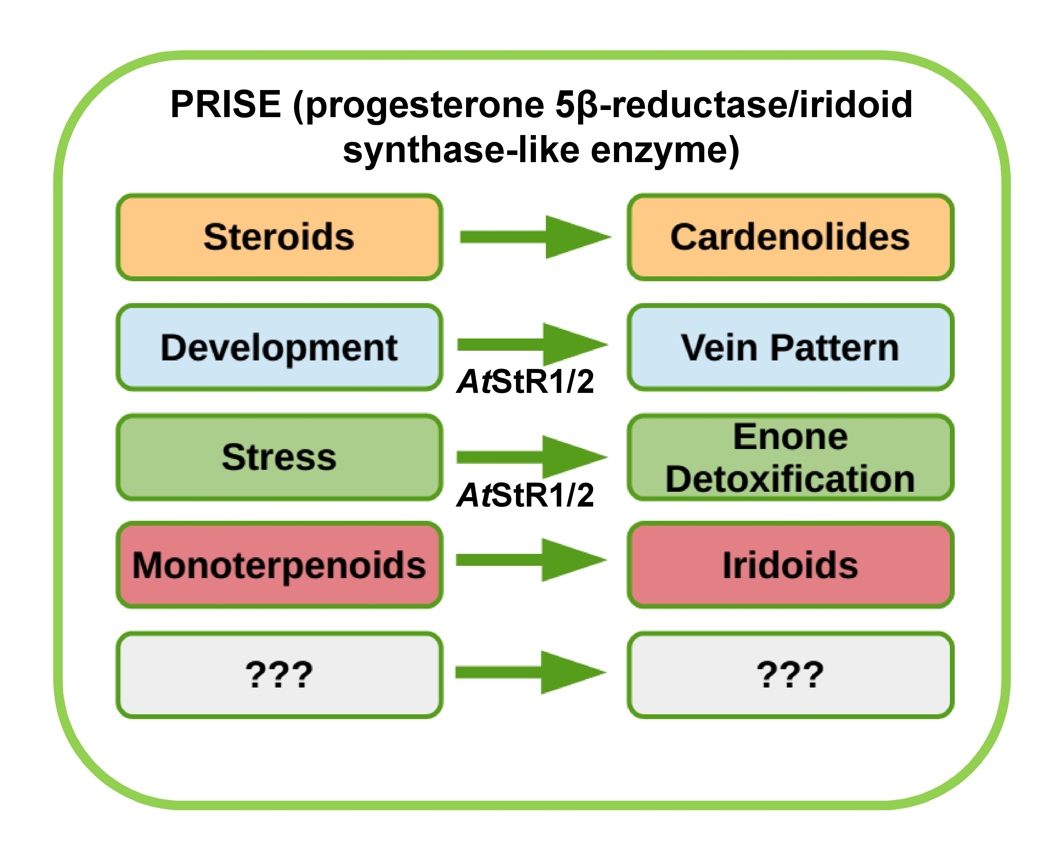 Metabolites | Free Full-Text | Knockout of Arabidopsis thaliana VEP1 ...