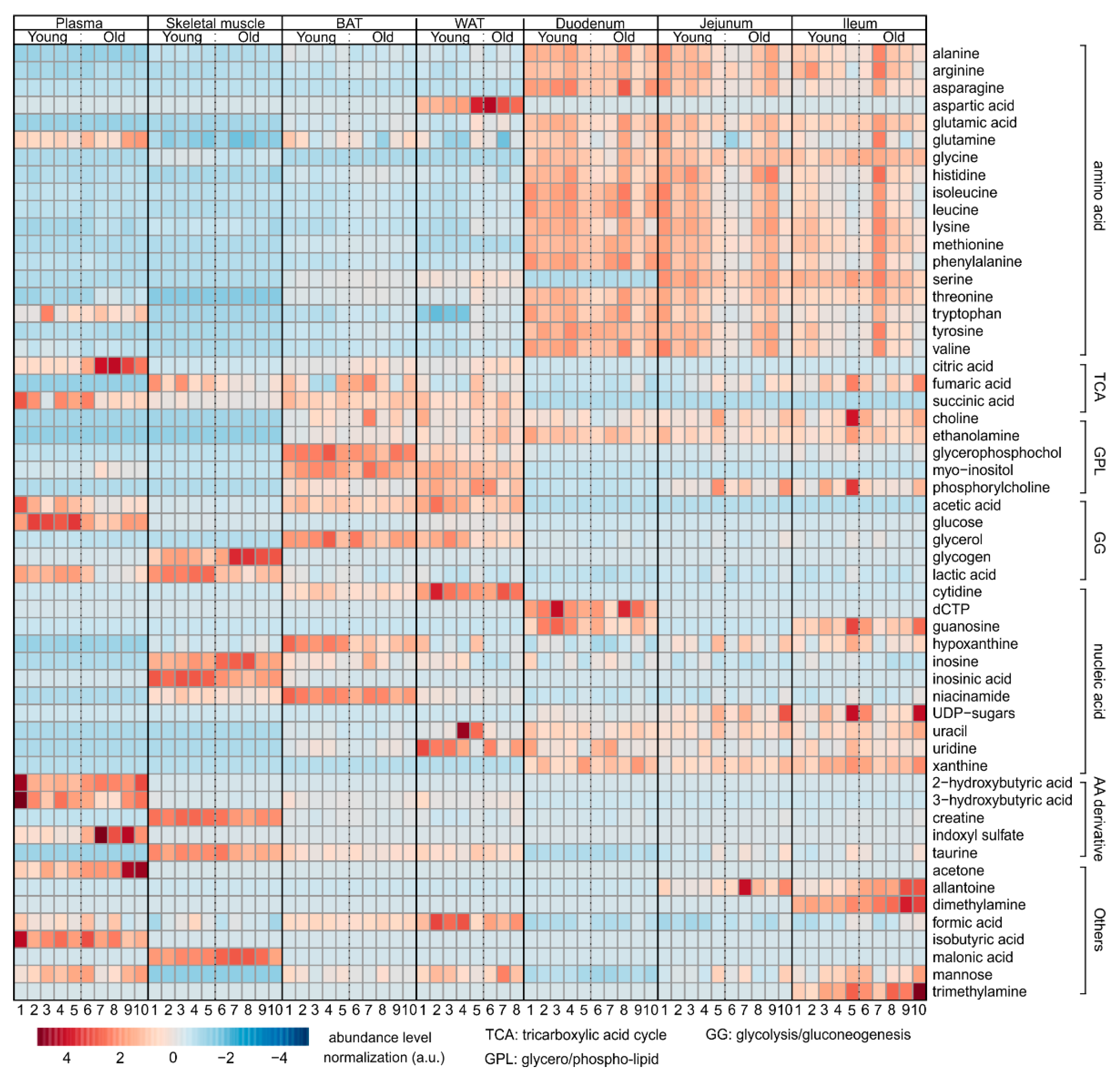 Metabolomic Profiles of Mouse Tissues Reveal an Interplay between Aging ...