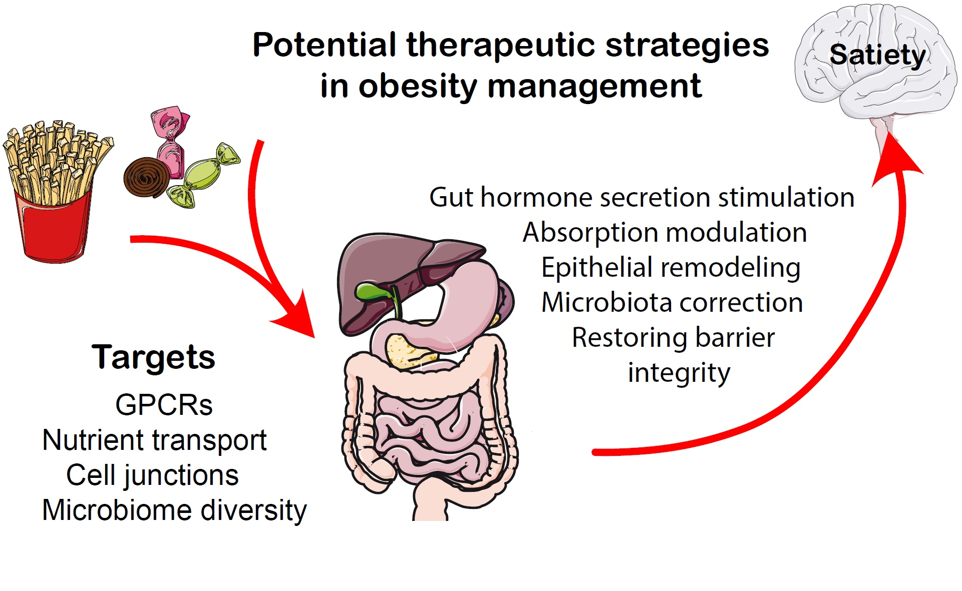 Metabolites | Free Full-Text | Targeting the Gut in Obesity: Signals ...