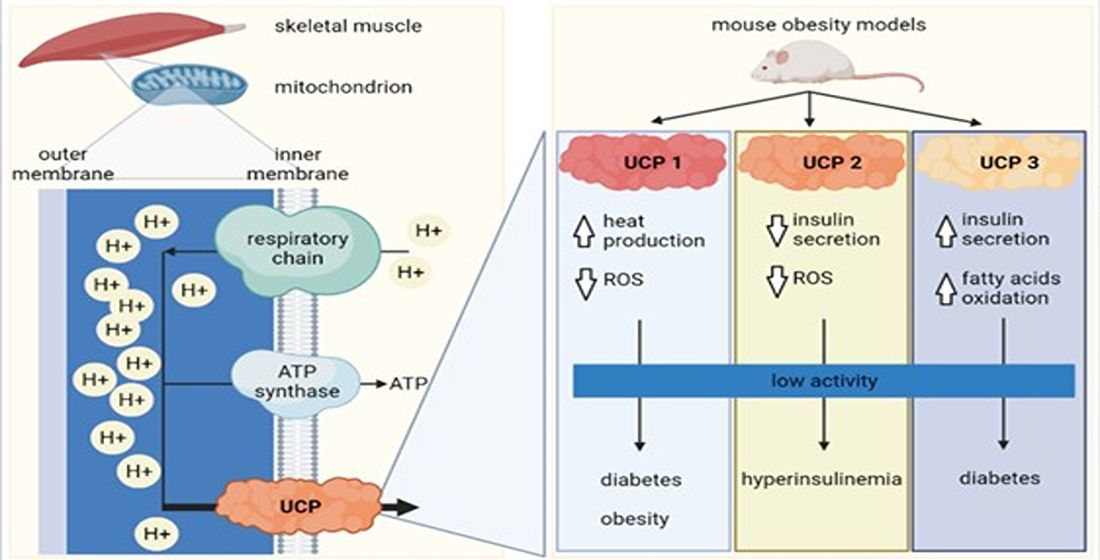 Metabolites | Free Full-Text | Skeletal Muscle Uncoupling Proteins in ...
