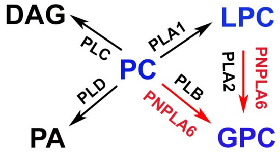 PNPLA6/NTE, an Evolutionary Conserved Phospholipase Linked to a Group ...