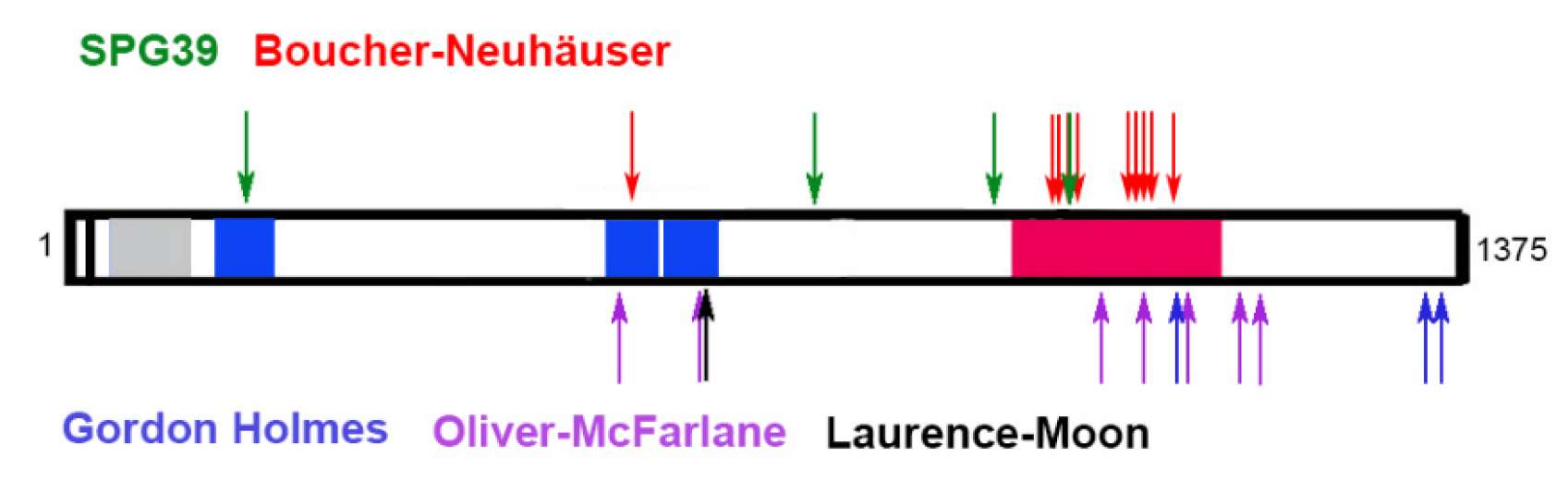 PNPLA6/NTE, an Evolutionary Conserved Phospholipase Linked to a Group ...