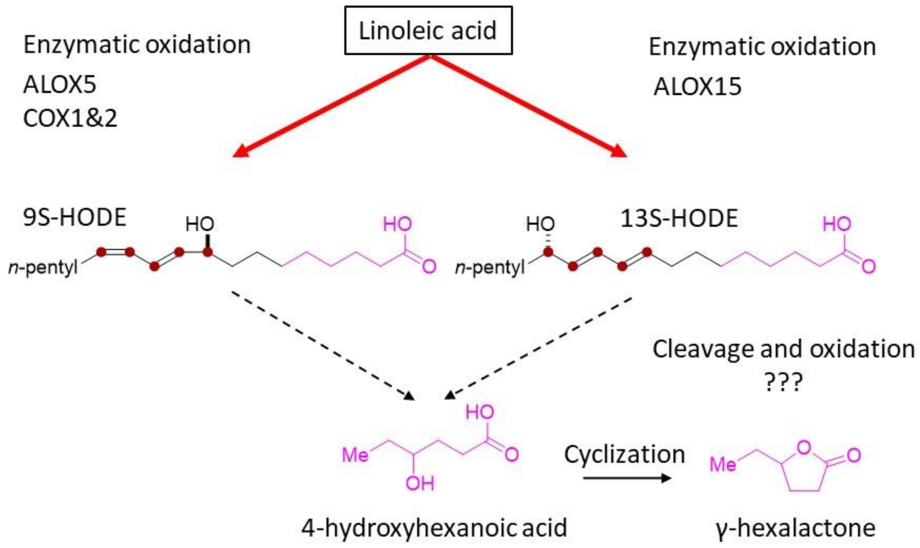 Production of Hydroxy Fatty Acids, Precursors of γ-Hexalactone ...