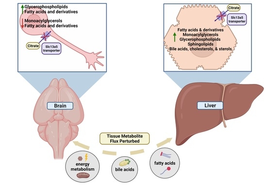 Metabolites | Free Full-Text | Untargeted Metabolomics of Slc13a5 ...