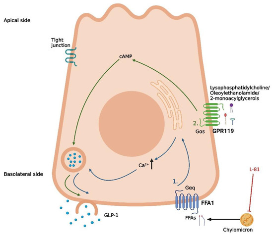 Metabolites | Free Full-Text | The Sensory Mechanisms of Nutrient ...
