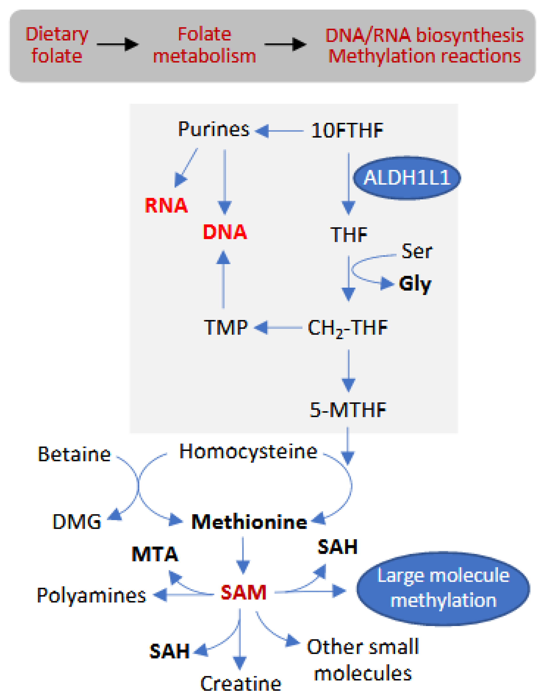 Metabolites Free Full Text Sex Specific Metabolic Effects Of