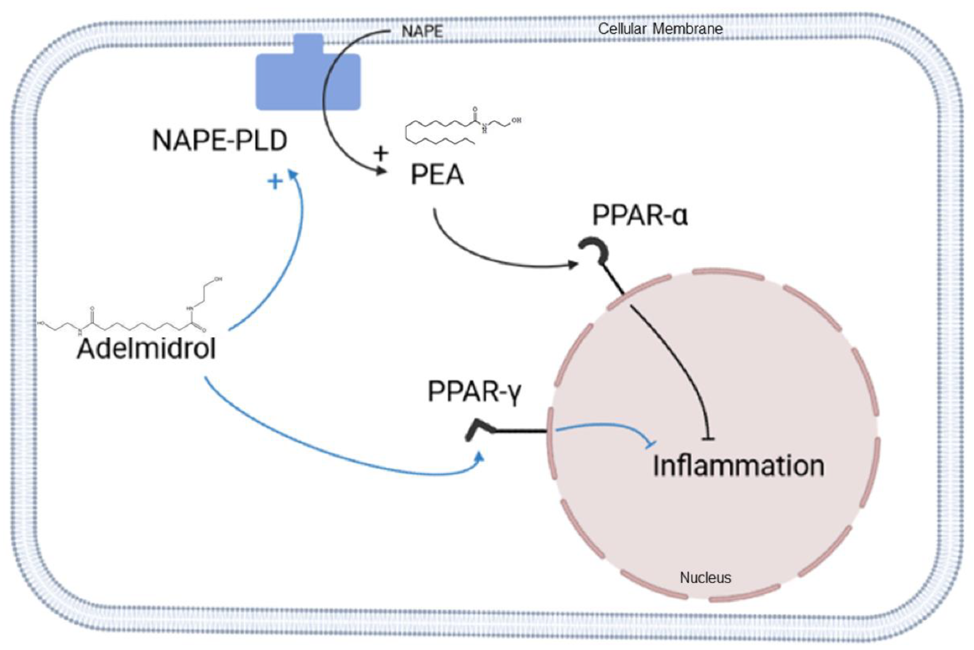 Metabolites Free Full Text Oral Adelmidrol Administration Up