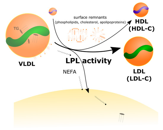 The Lipid Energy Model: Reimagining Lipoprotein Function in the Context ...