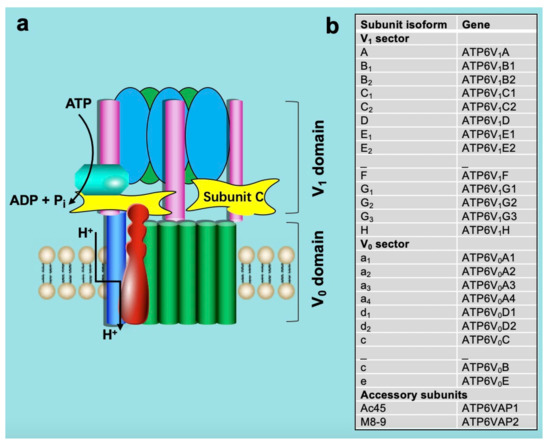 Endosomal v-ATPase as a Sensor Determining Myocardial Substrate Preference