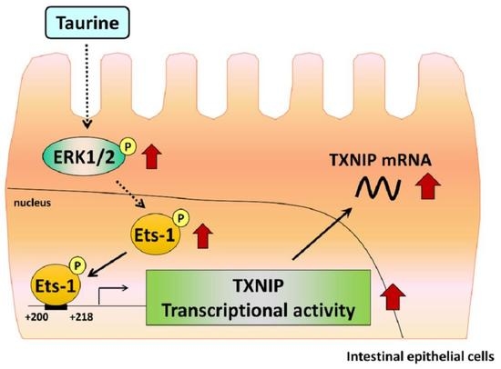 Metabolites | Special Issue : Regulation and Effect of Taurine on ...