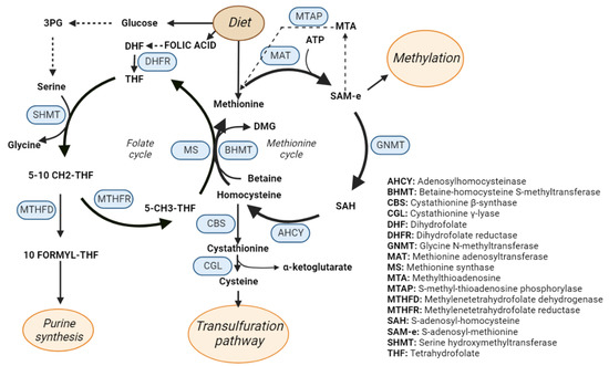 Targeted Proteomics for Monitoring One-Carbon Metabolism in Liver Diseases