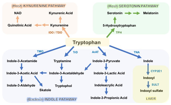 Microbial Tryptophan Metabolism Tunes Host Immunity, Metabolism, and ...