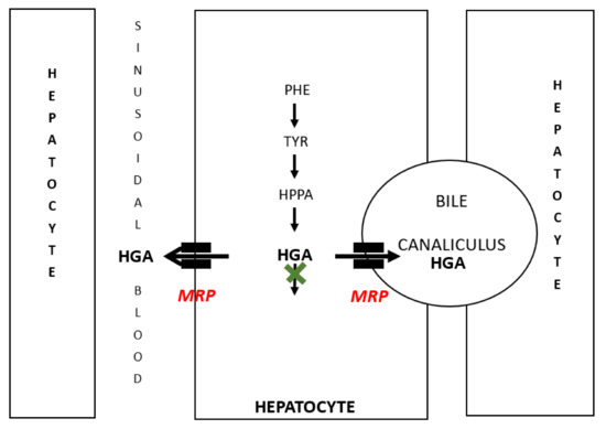 Revisiting Quantification of Phenylalanine/Tyrosine Flux in the ...