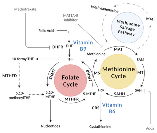 Simplifying the B Complex: How Vitamins B6 and B9 Modulate One Carbon ...