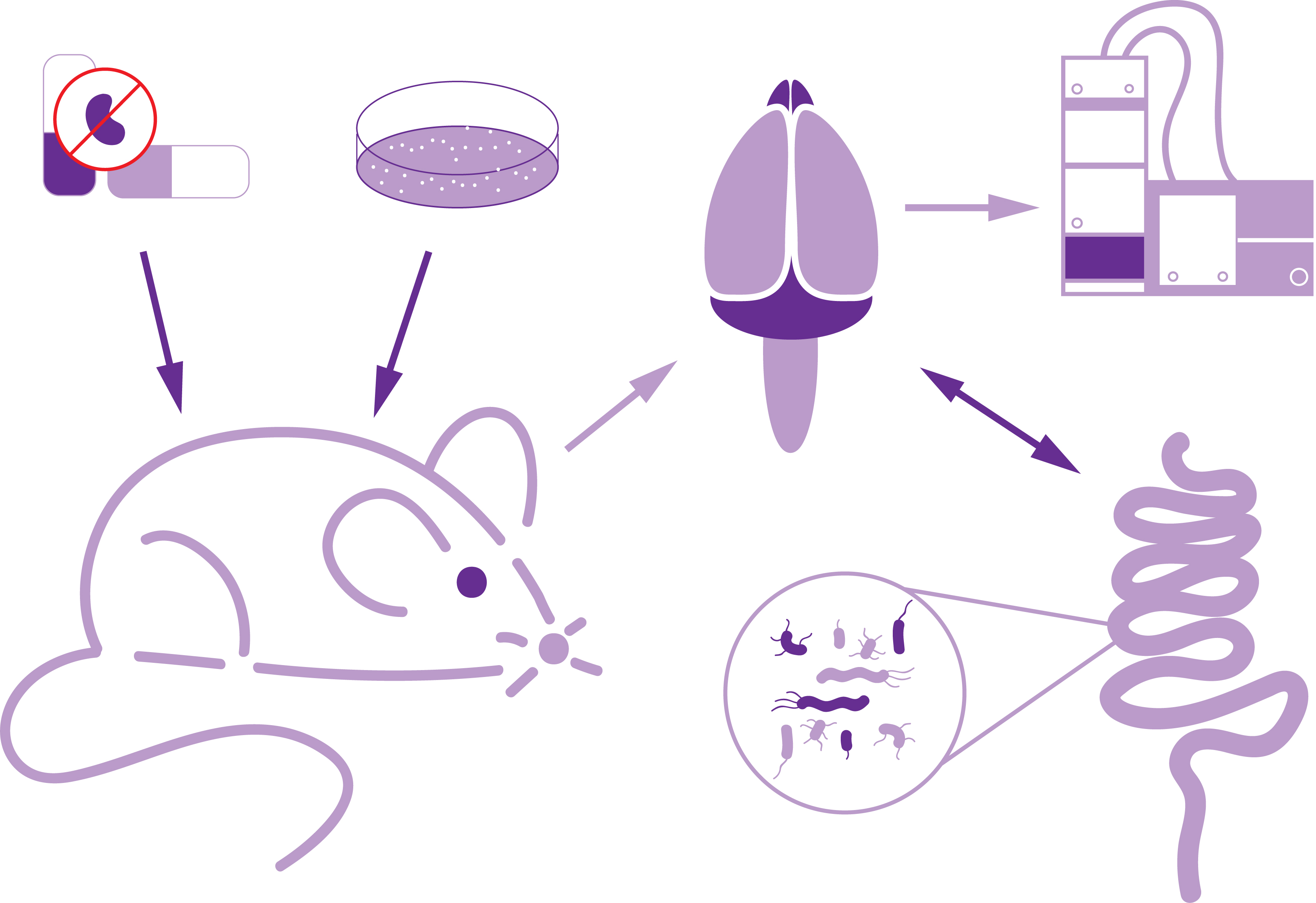 Metabolites | Free Full-Text | Metabolic Phenotyping Study of Mouse ...