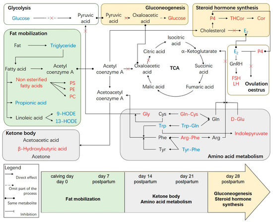 The Effects of Postpartum Yak Metabolism on Reproductive System Recovery