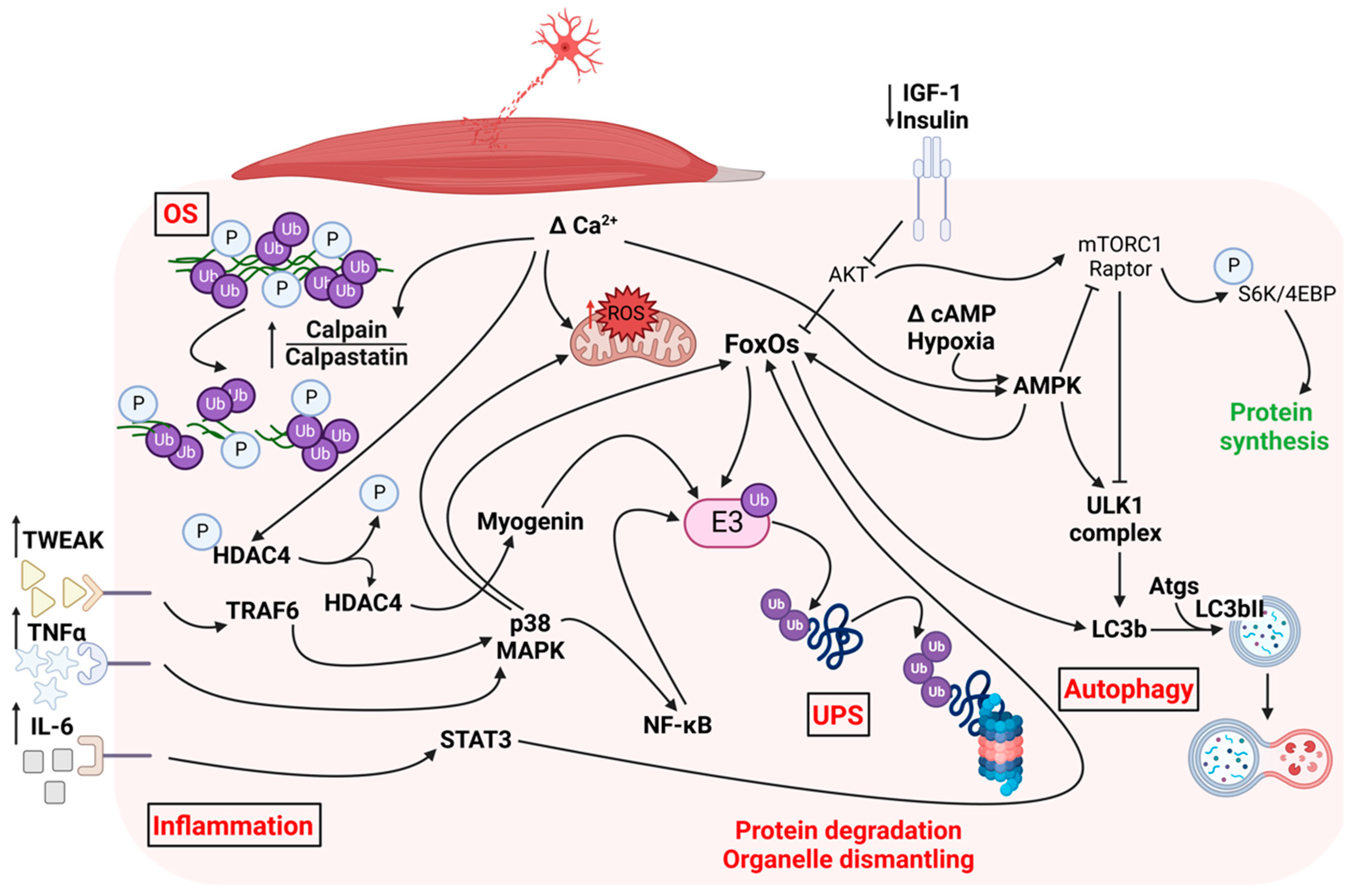 Functional Nutrients to Ameliorate Neurogenic Muscle Atrophy