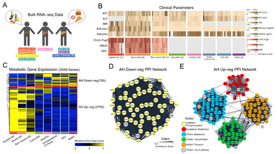 Metabolites | Free Full-Text | Genome-Scale Metabolic Modeling Reveals ...