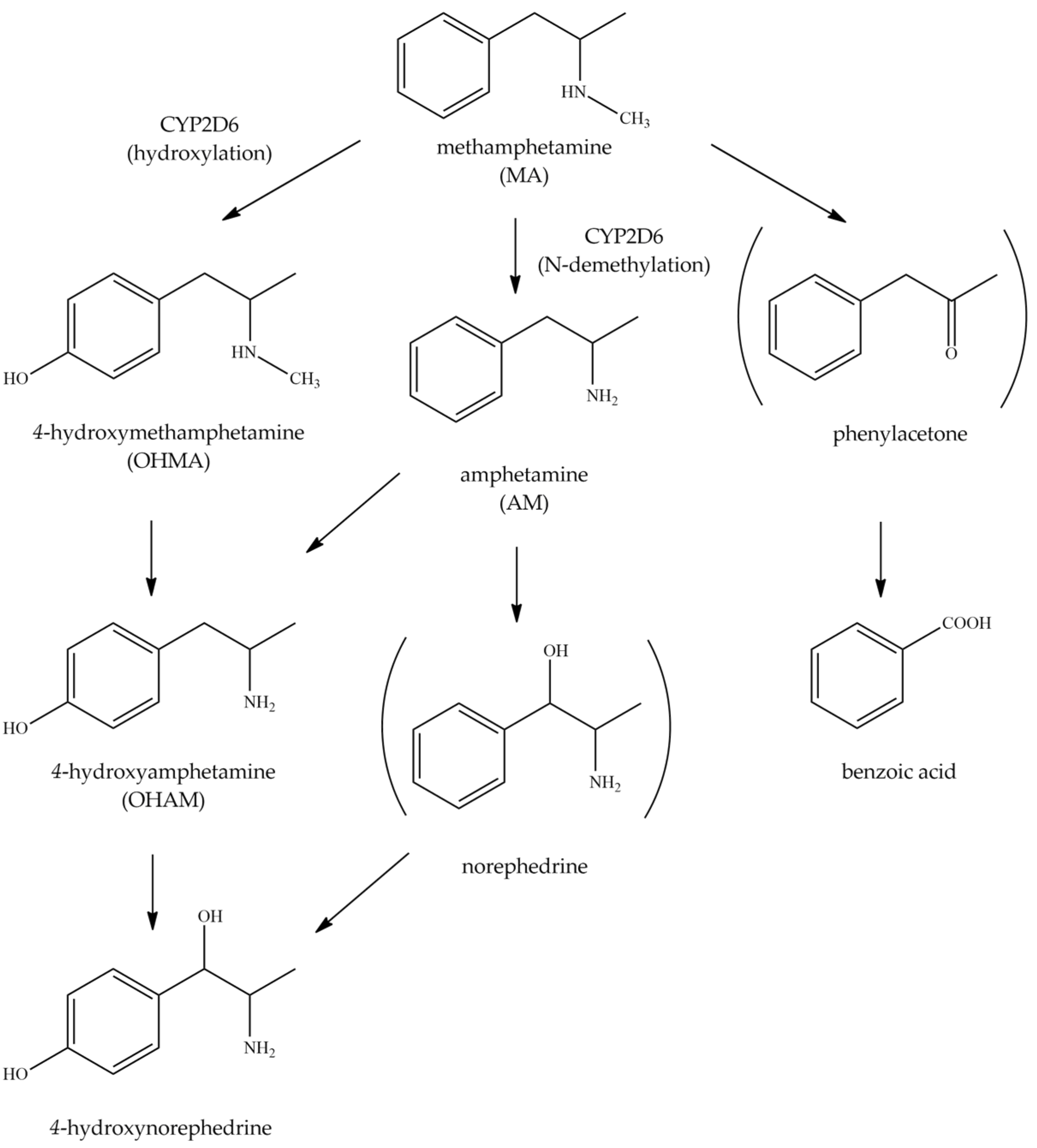 Categorization of Cytochrome P4502D6 Activity Score by Urinary ...
