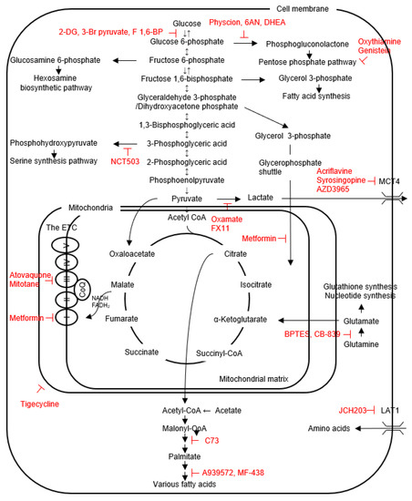 Reprogramming of Cellular Metabolism and Its Therapeutic Applications ...
