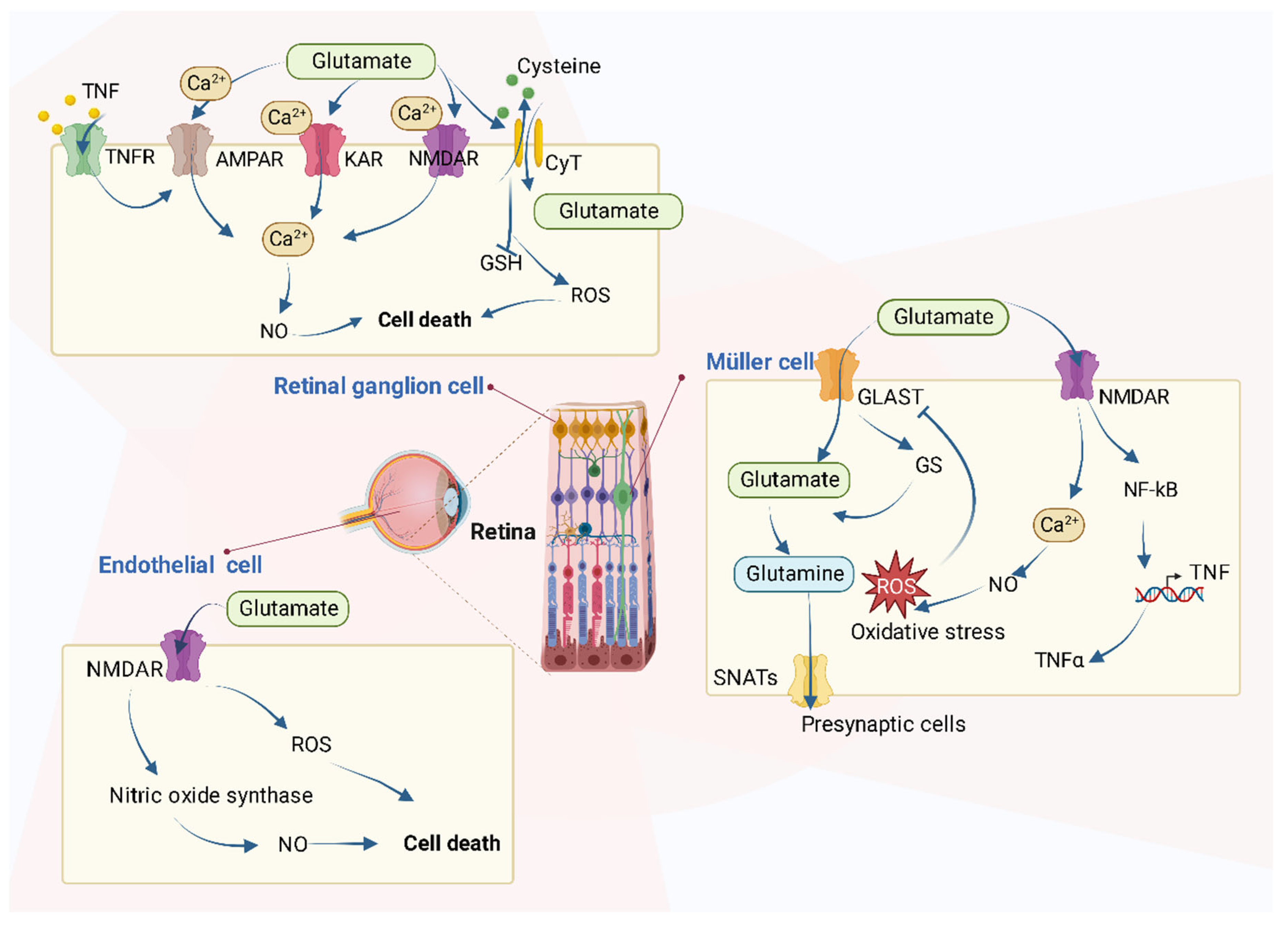 Amino Acids Metabolism in Retinopathy: From Clinical and Basic Research ...