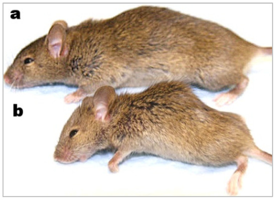 Cancer Cachexia and Dysregulated Phosphate Metabolism: Insights from ...