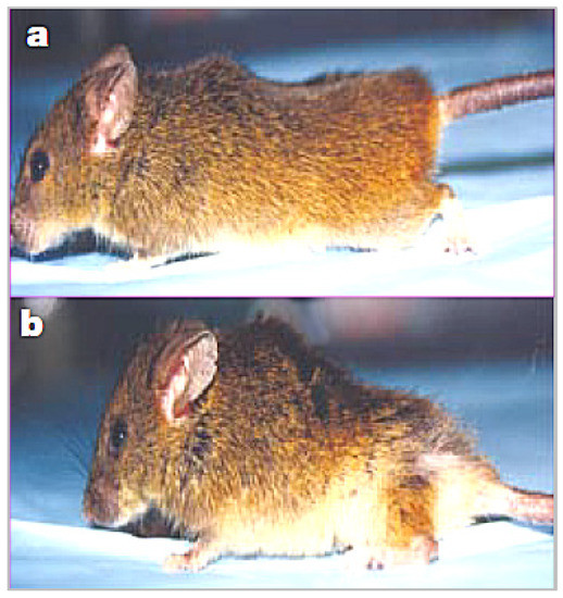 Cancer Cachexia and Dysregulated Phosphate Metabolism: Insights from ...