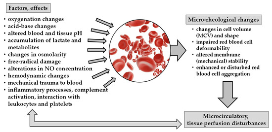 Metabolites | Free Full-Text | Hemorheological and Microcirculatory ...