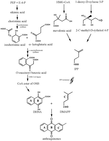 Anthraquinone Production from Cell and Organ Cultures of Rubia Species ...