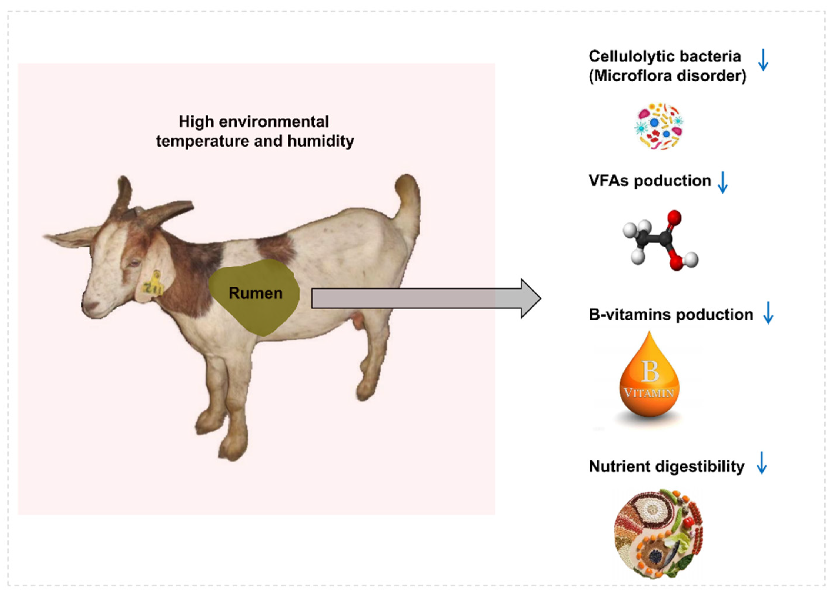 The Mixture of Saccharomyces cerevisiae and Clostridium butyricum Could ...