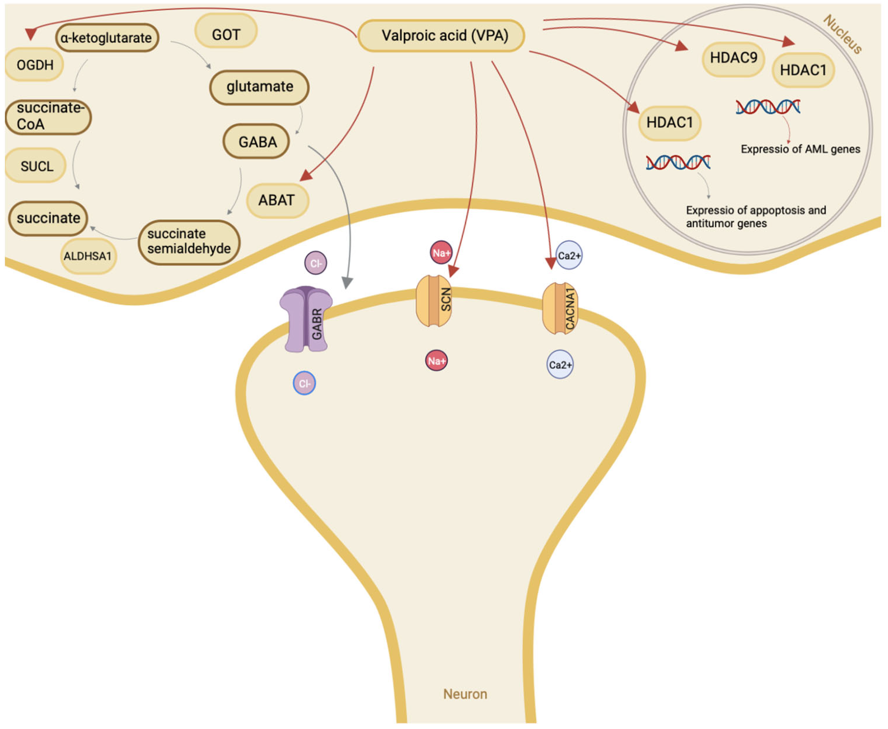 Therapeutic and Toxic Effects of Valproic Acid Metabolites